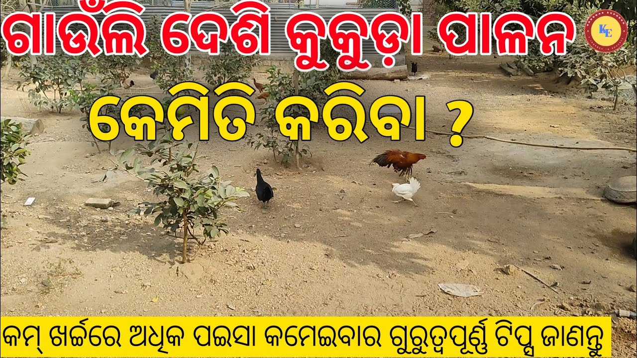 Gauli desi kukuda chasa | Gauli desi kukuda farm odisha | - YouTube