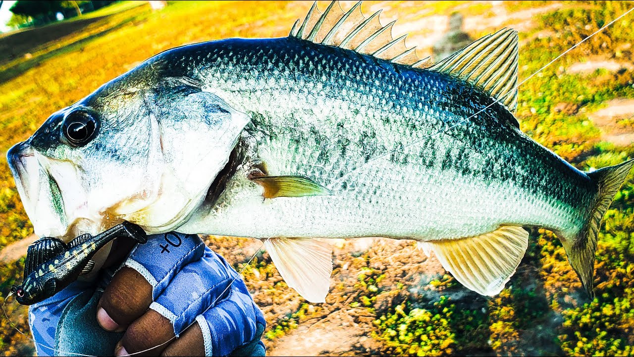 Catching dinks at Balboa Lake then fish elsewhere for redemption (DARK ...