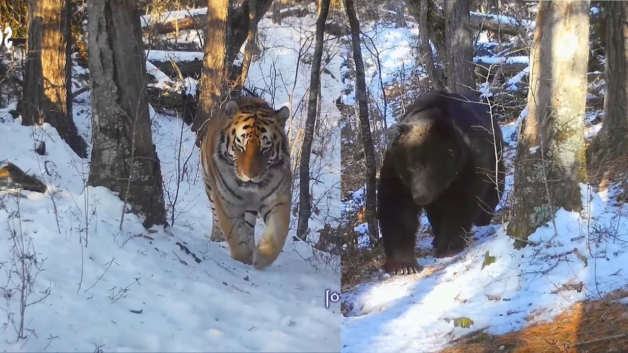 Male Ussuri brown bear & Amur tigers. - YouTube