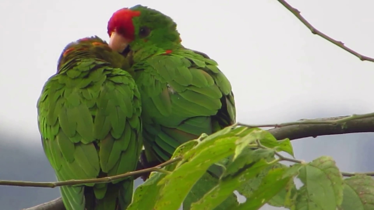 Perico Frentirrojo, Psittacara wagleri, Scarlet-fronted Parakeet. - YouTube