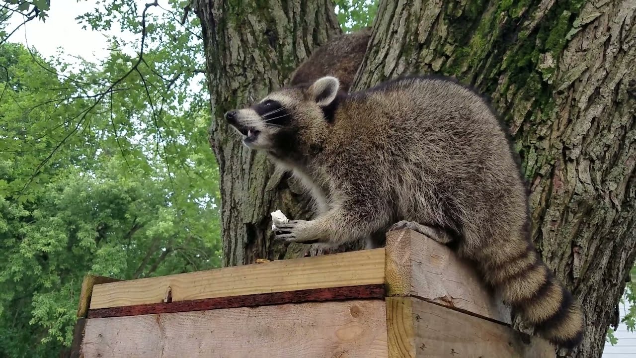 Raising Raccoons.. Bites Scratches and marshmallows - YouTube