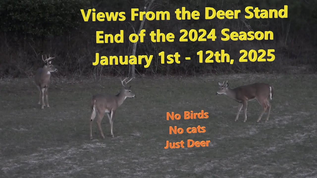 Views From The Deer Stand End of the 2024 Season - Part Three - YouTube