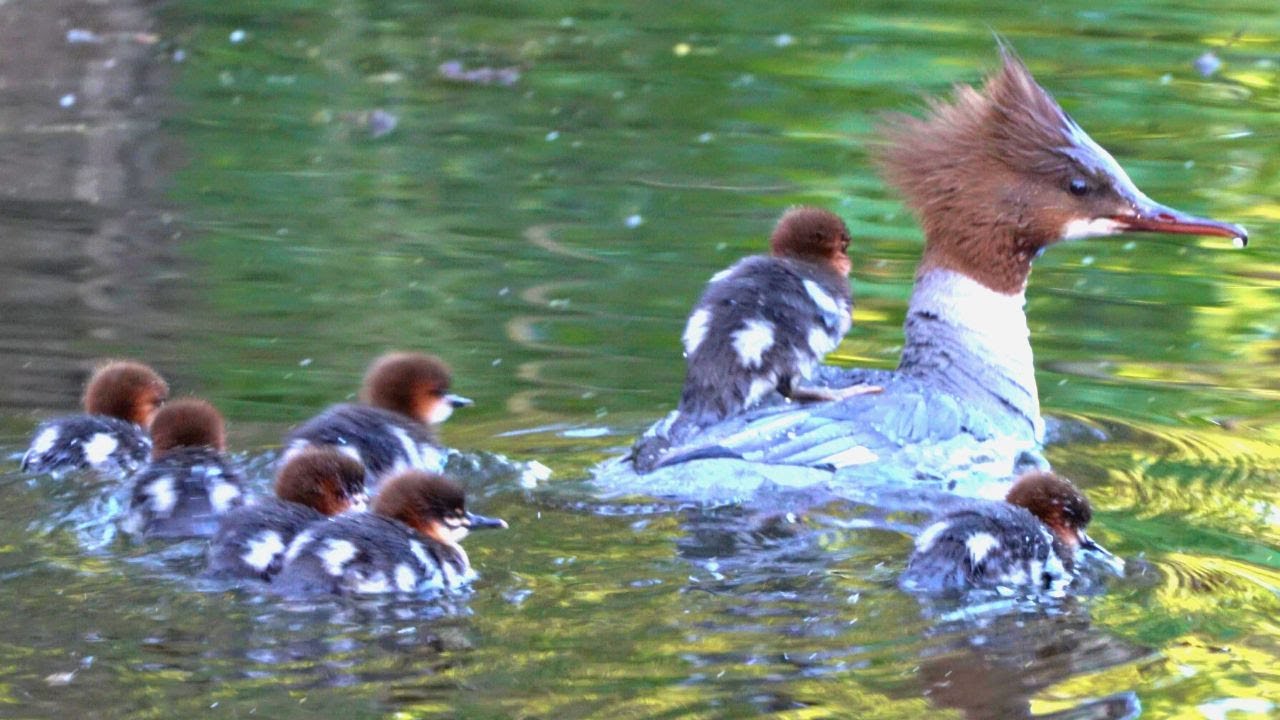 MOTHER Goosander Duck With Nineteen, Yes 19 Ducklings! [4K] - YouTube