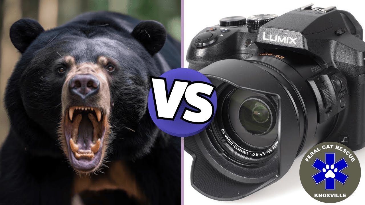 CAT DAD CAPTURES BEAR - YouTube