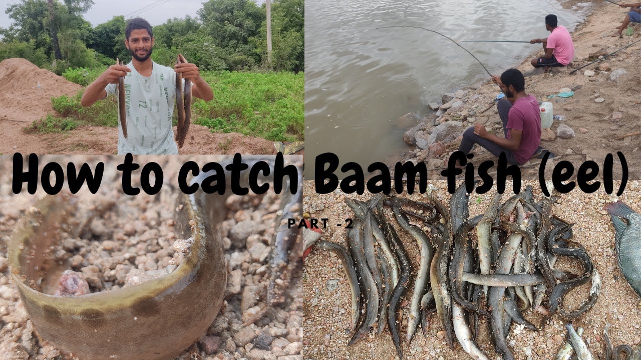 Baam (Eel) ka Shikar part-2 | How to Catch Baam(Eel) | Local fishing ...