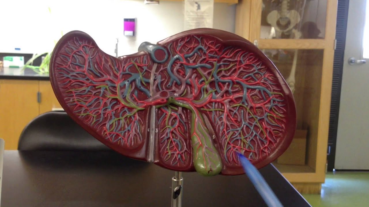 BIOL 230 - Liver Model Tour - YouTube