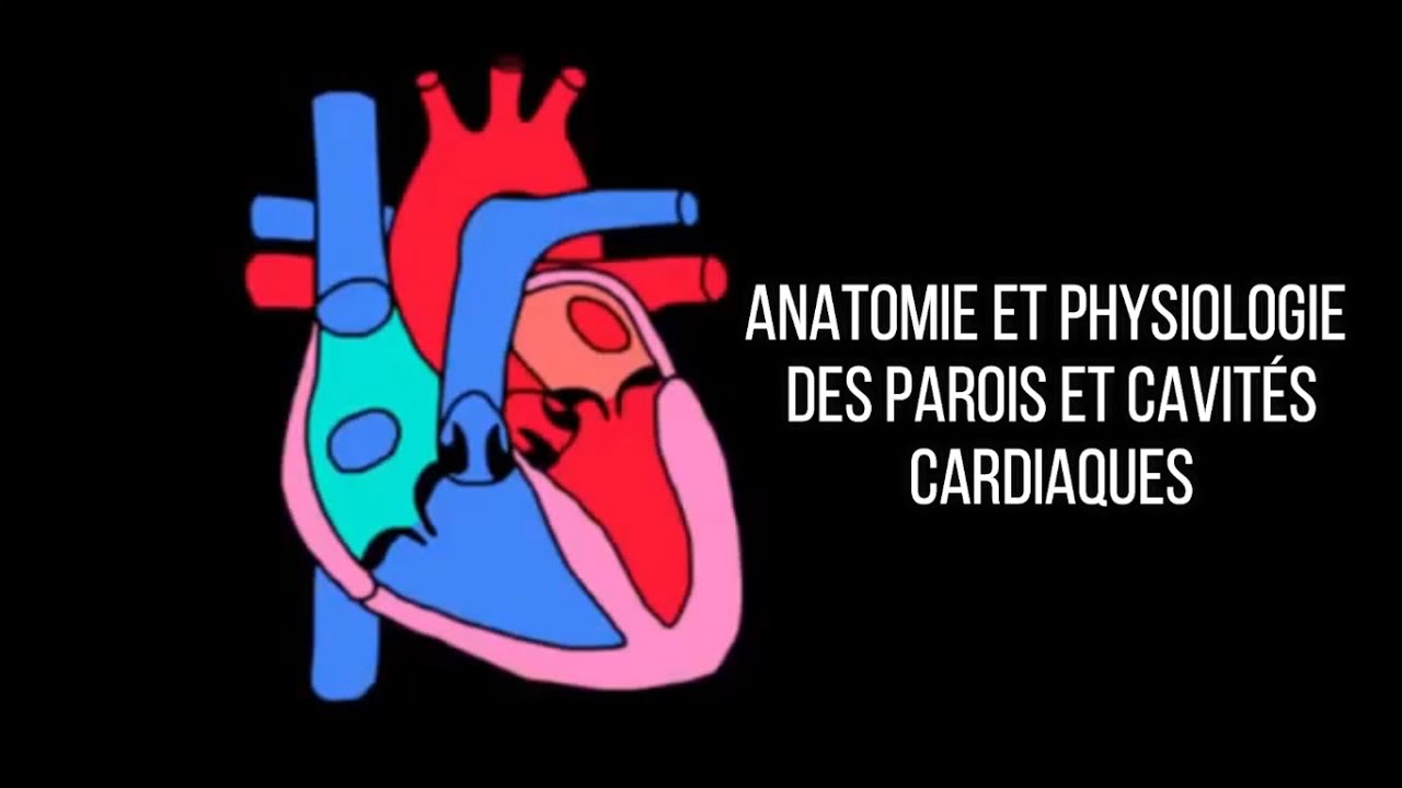 Anatomie et physiologie des parois et cavités cardiaques - YouTube