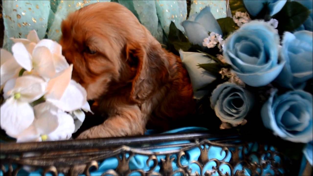 Ruby AKC Female Red Cocker Spaniel Puppy for sale - YouTube