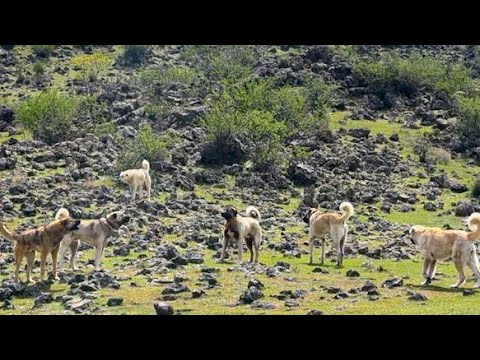 HIRÇOYA SALDIRDILAR BAZIN YETİŞTİ - KURTLAR DİĞER SÜRÜLERE SALDIRIYOR