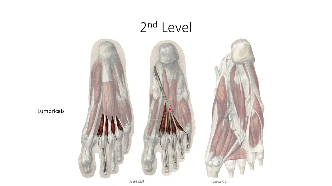 Anatomy Lecture Series – Class 20.2 - The Foot: Muscles and ...