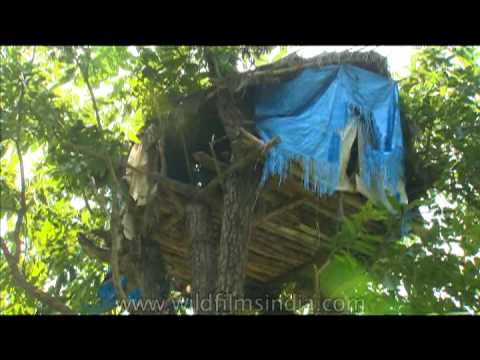 Tree house built by an Indian tribe living in the jungle - YouTube