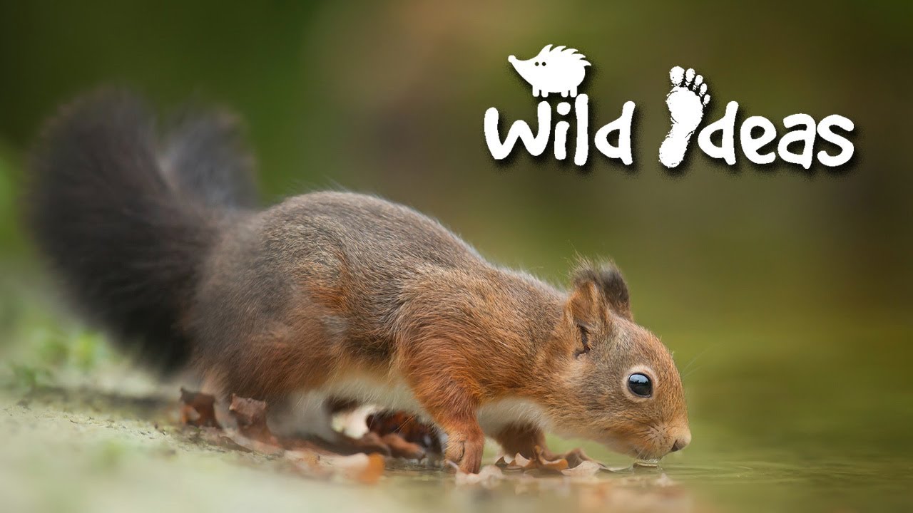 Red Squirrel Vs Grey Squirrel