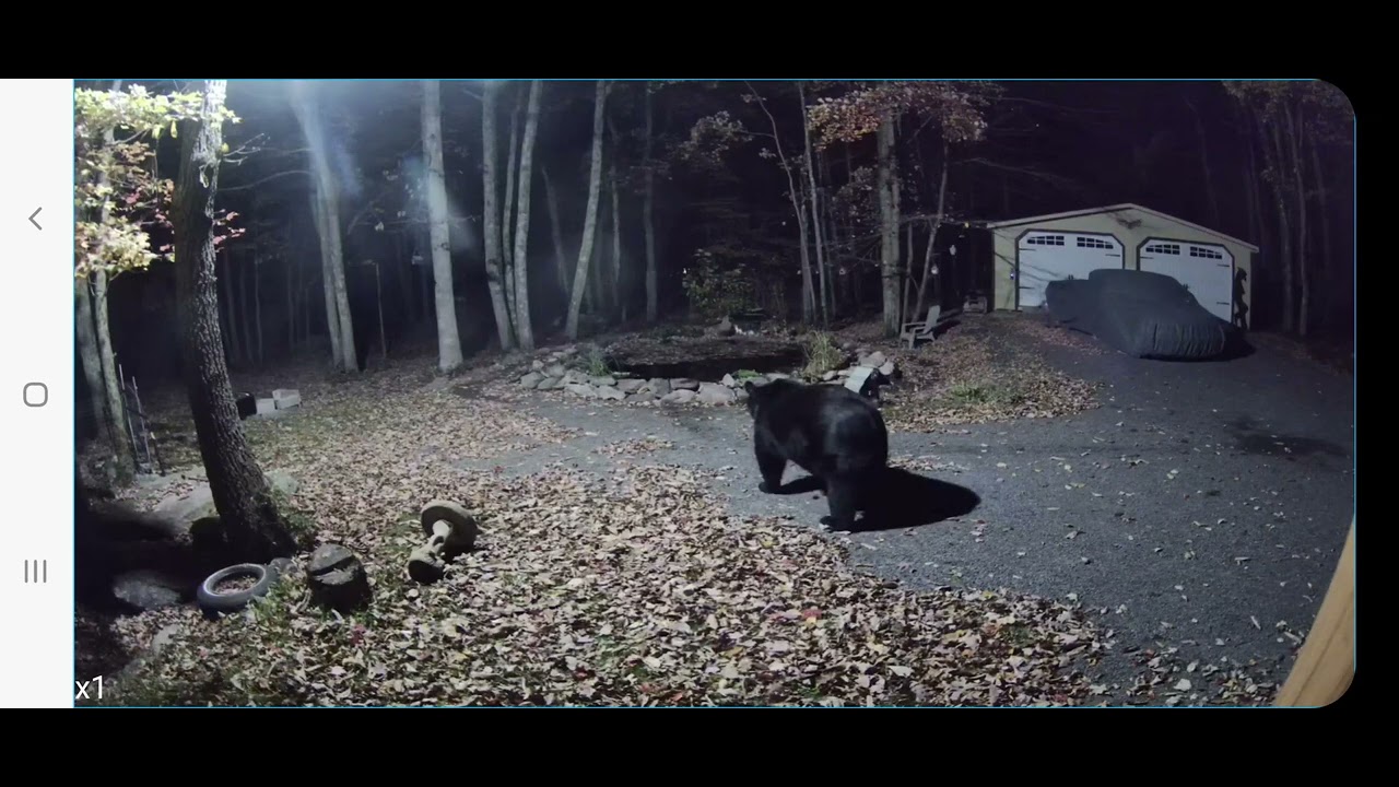 full length video of the buck, doe, cat, black bear and the gray fox ...
