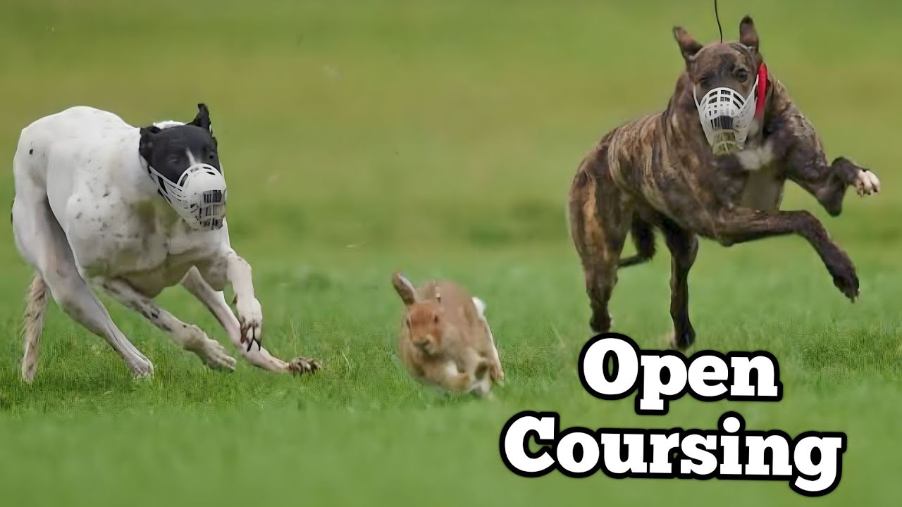 Open Coursing | Greyhound vs Rabbit |Dog Races on Track | Animals ...