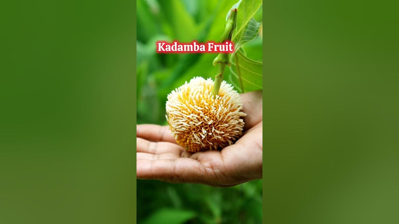 Episode-96 of Vedic Recipes ( कदंब का फल) Kadamba Fruit Benefits #shorts - YouTube