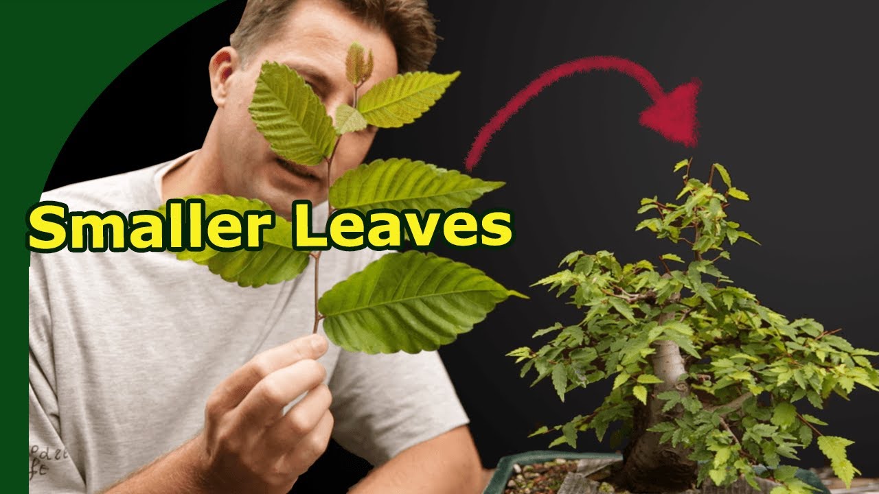 How to reduce leaf size on bonsai (all you need to know!) - YouTube