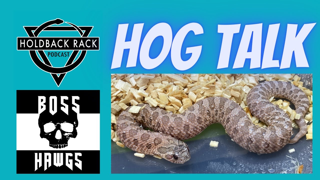 HRP 146 - Hog Talk with Scott Russell of Boss Hawgs - YouTube
