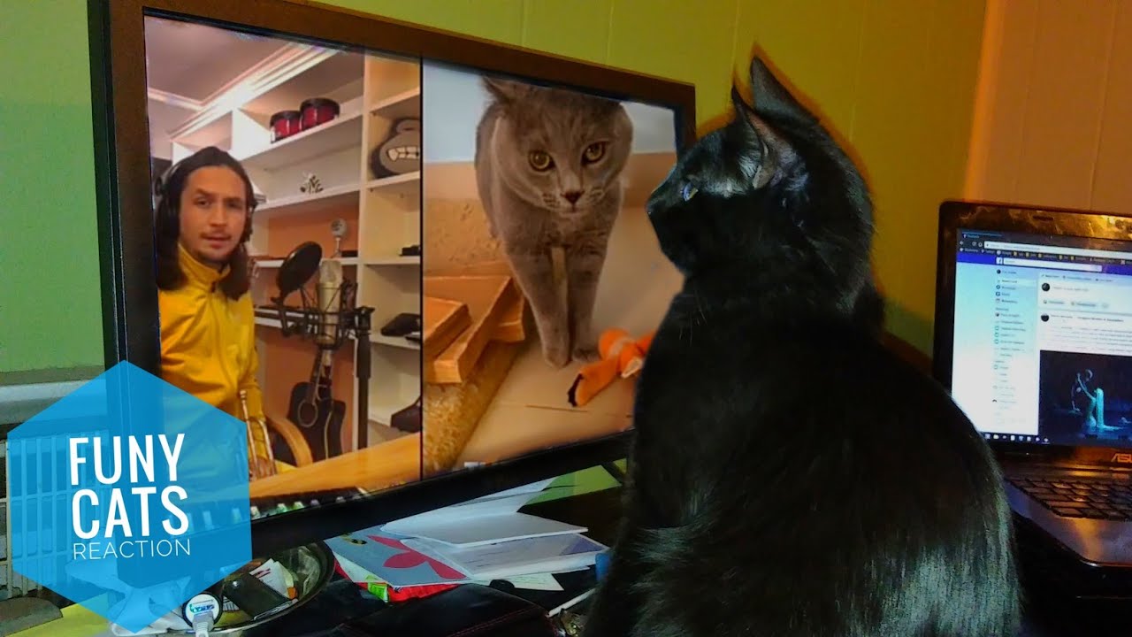 🐱Cats reaction The Kiffness X Alugalug Cat 2.0 (Please Go Away) - YouTube