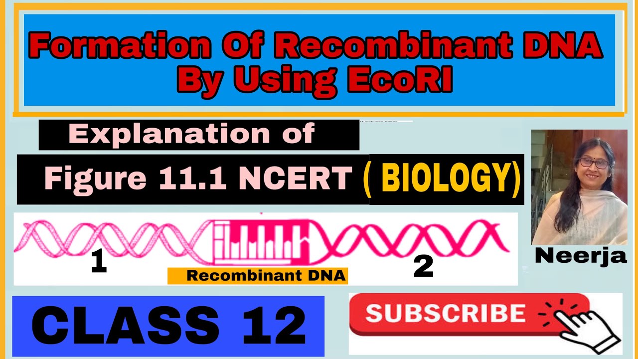 Formation Of Recombinant DNA By Using EcoRI/ Explanation of Figure 11.1 ...