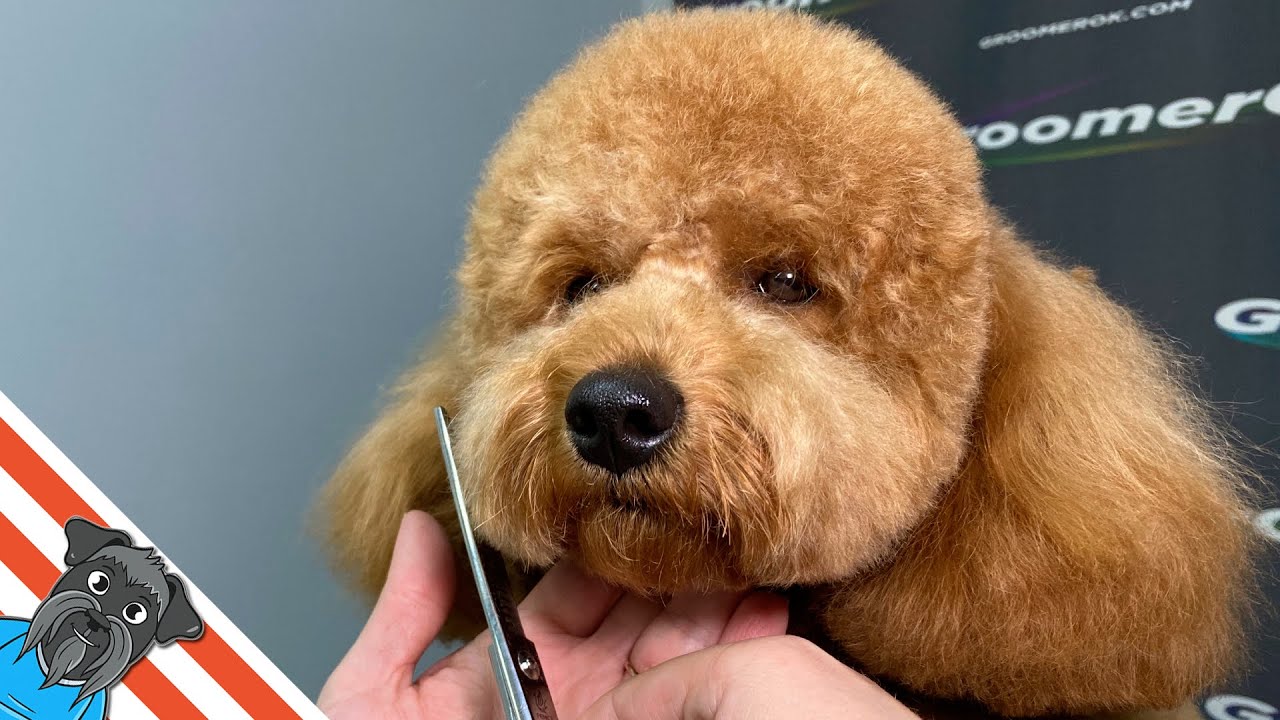 Tranquil Poodle Transformation | Unleashing the Beauty of a Calm Ginger ...