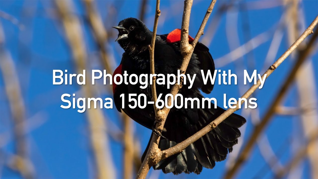 Bird Photography Shot With My Sigma 150-600mm Lens - YouTube