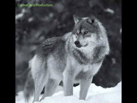 Bozqurd canavarları (Qeyrətli oğullarımız)