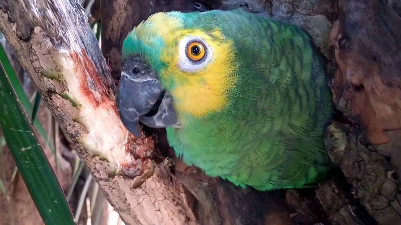 Enriquecimento Ambiental com Dudu - Papagaio Comum (Amazona aestiva ...