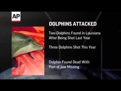 Violent dolphin deaths a mystery for scientists - YouTube