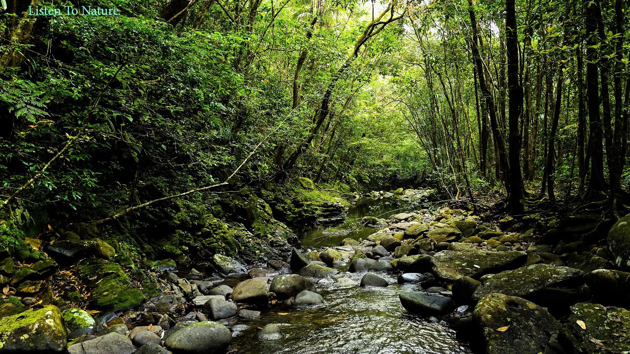 Relaxing forest sounds. birds chirping. The stream gurgled under the ...