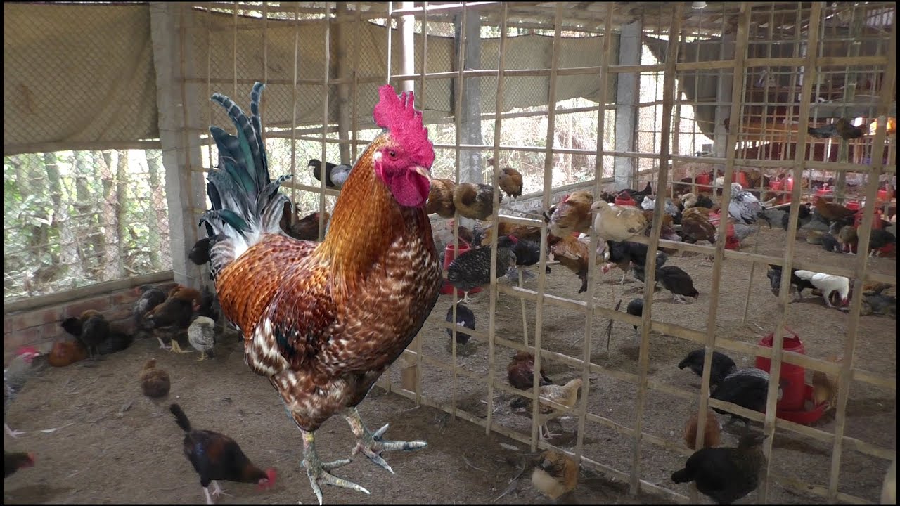 Local Chicken Farm For Meat - Best Ways To Make Money - Best Ideas ...