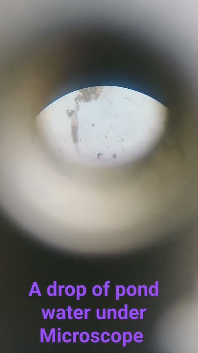 A drop of pond water under microscope - YouTube