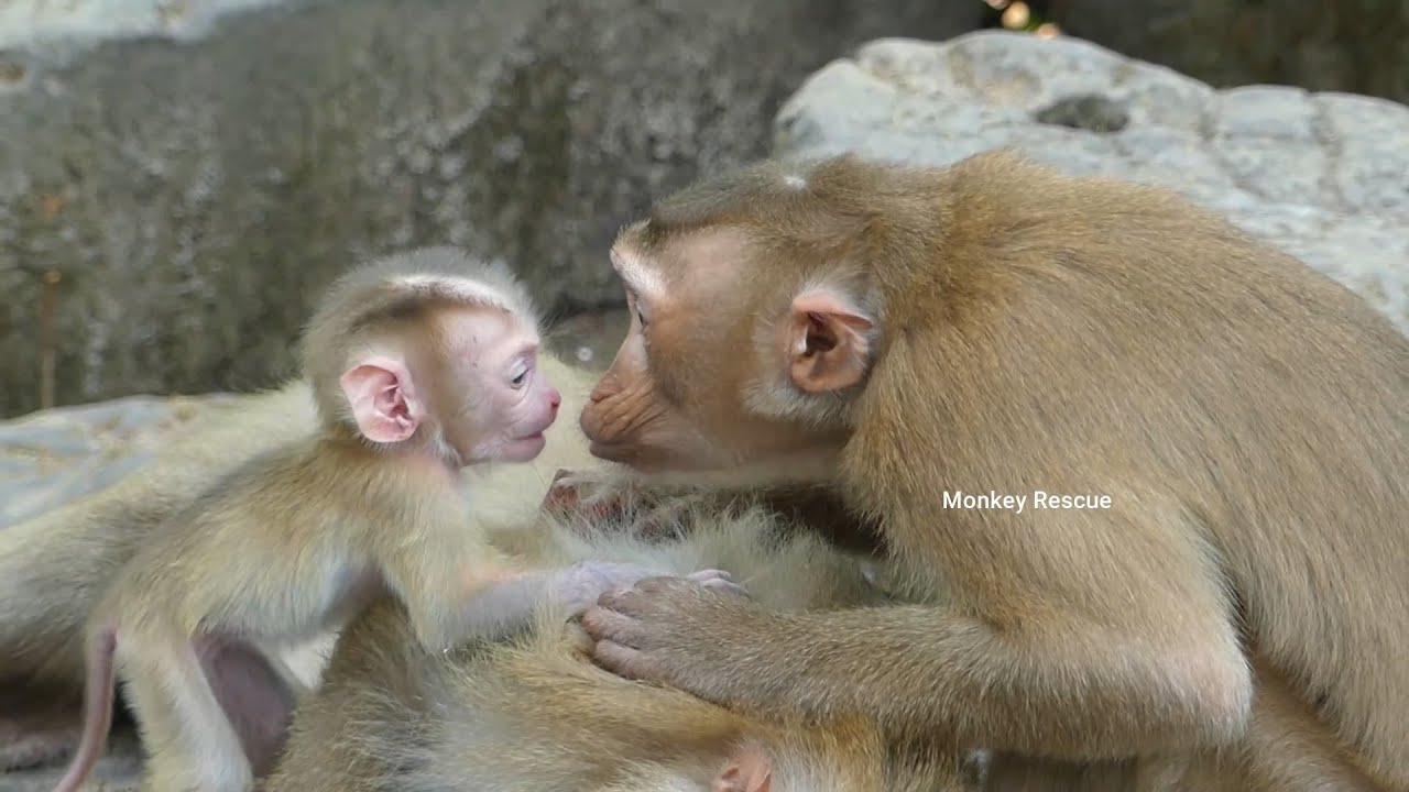 Amazing clip big monkey LISA give sweetest kiss to newborn LUCIE, LISA ...