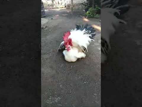 Sepasang Indukan Ayam Kate Chabo Blacktail #ayam #ayamhias #chabo #kate #blacktail #shorts