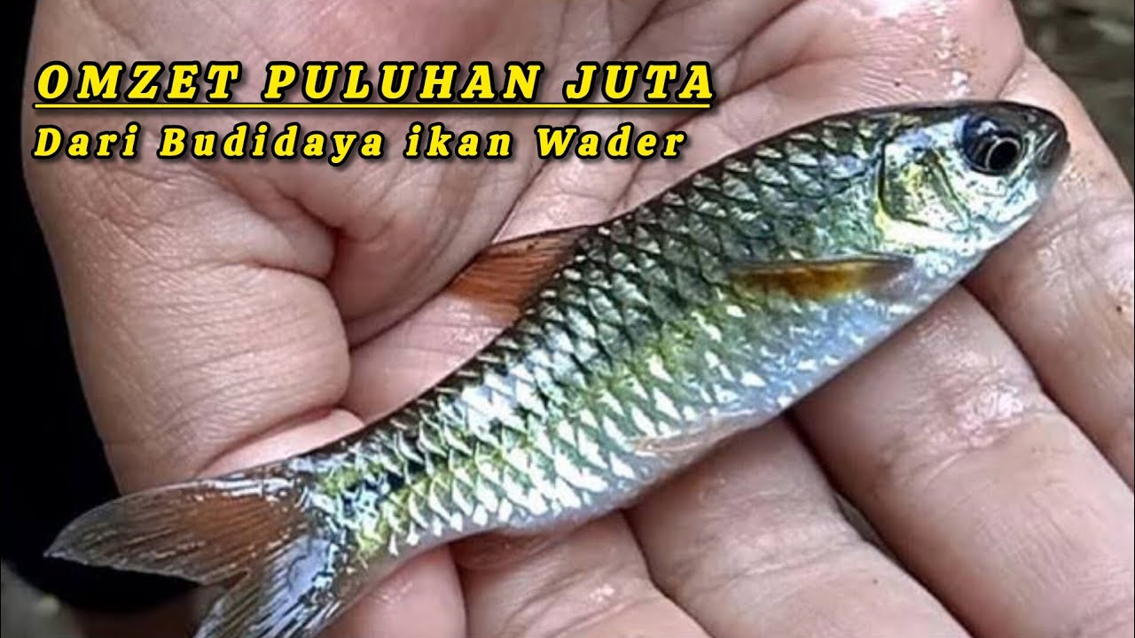 PANDUAN LENGKAP CARA BUDIDAYA IKAN WADER,IKAN PARAY,IKAN HAMPALA # ...