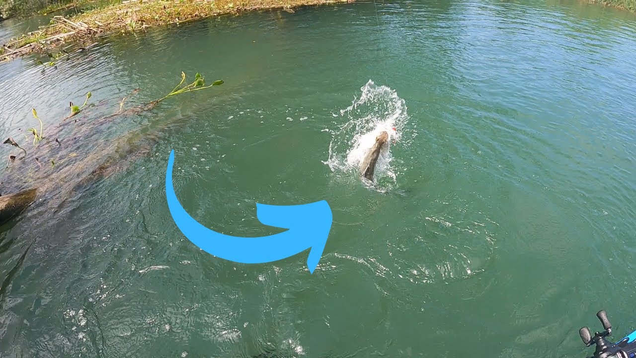 Pescaria de Robalo - Rio mais lindo de SC - YouTube