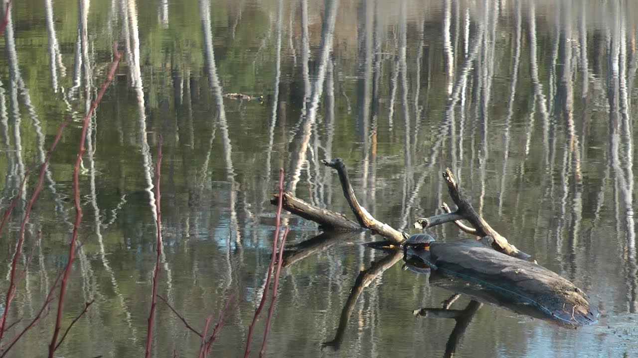 Pond Sounds & Sights in Spring - YouTube