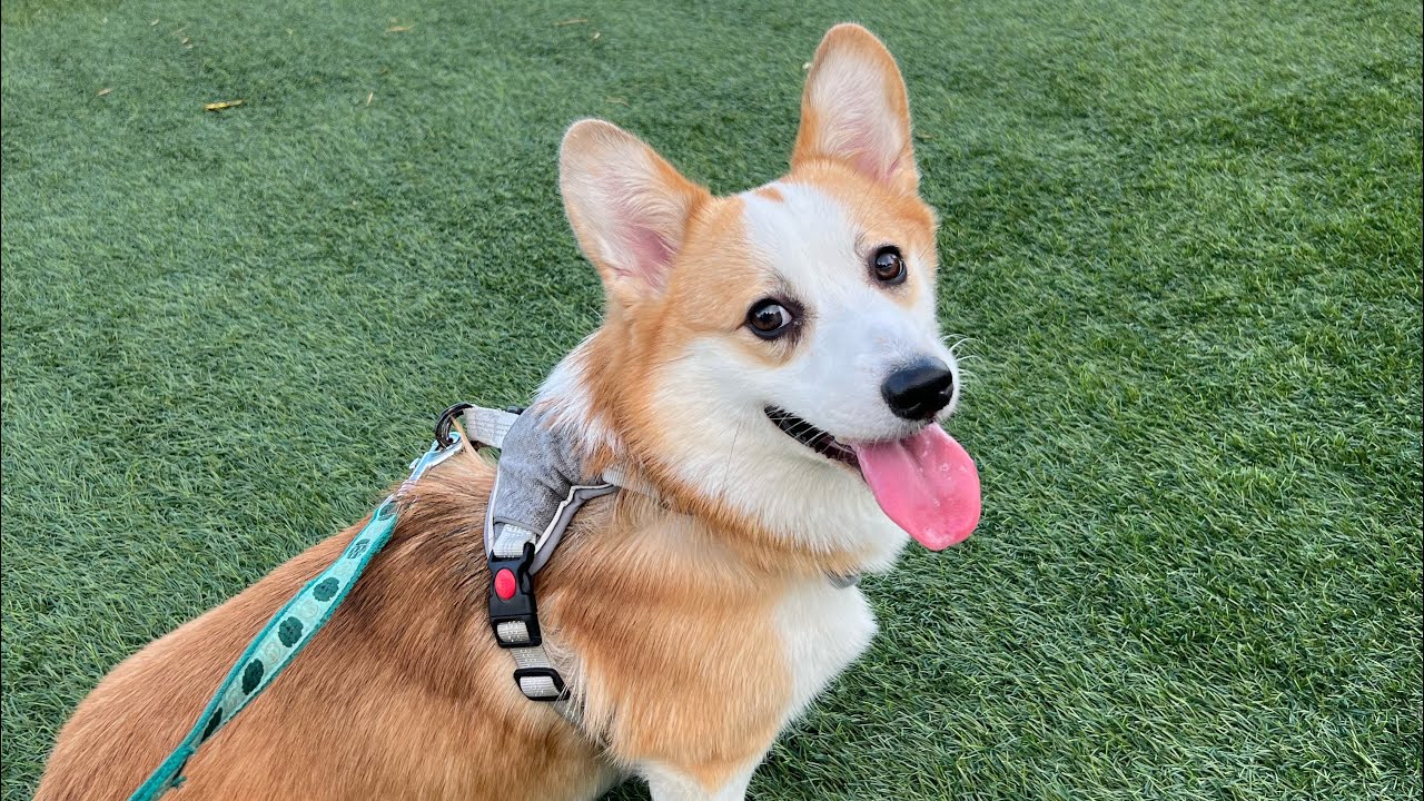 2 Corgis Playing - Sanji with his playmate - Bugsy - YouTube