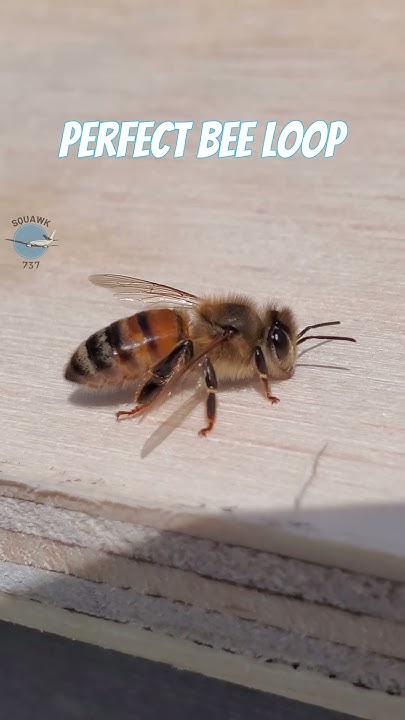 Perfect Bee Loop #bee #bees #perfectloop - YouTube