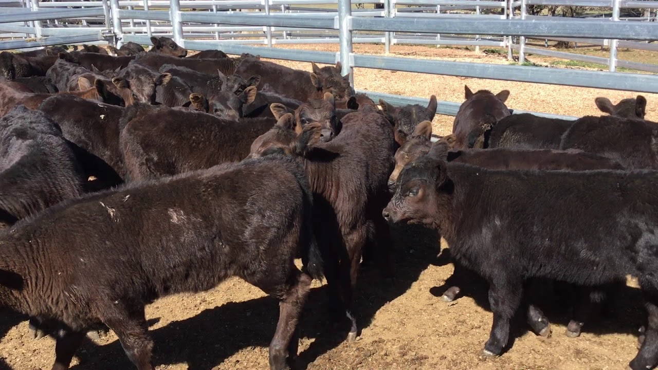 43 X 45 ANGUS COWS & CALVES A/C JM & W MARRIOTT - YouTube