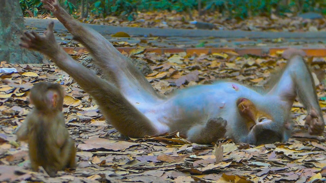 Good monkey Libby teaches Lily lay down the ground to get full relaxing - YouTube