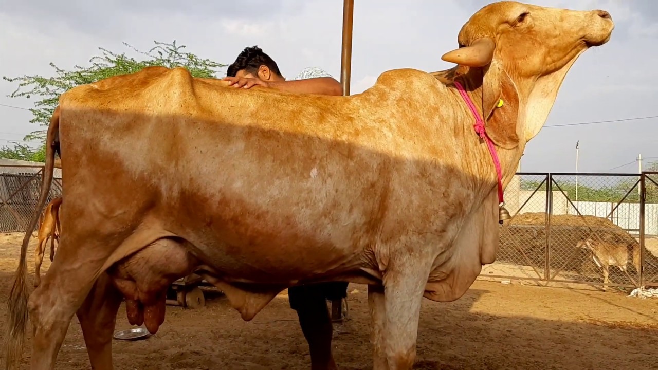 100% gir cow aravali dairy farm 9414745465 - YouTube