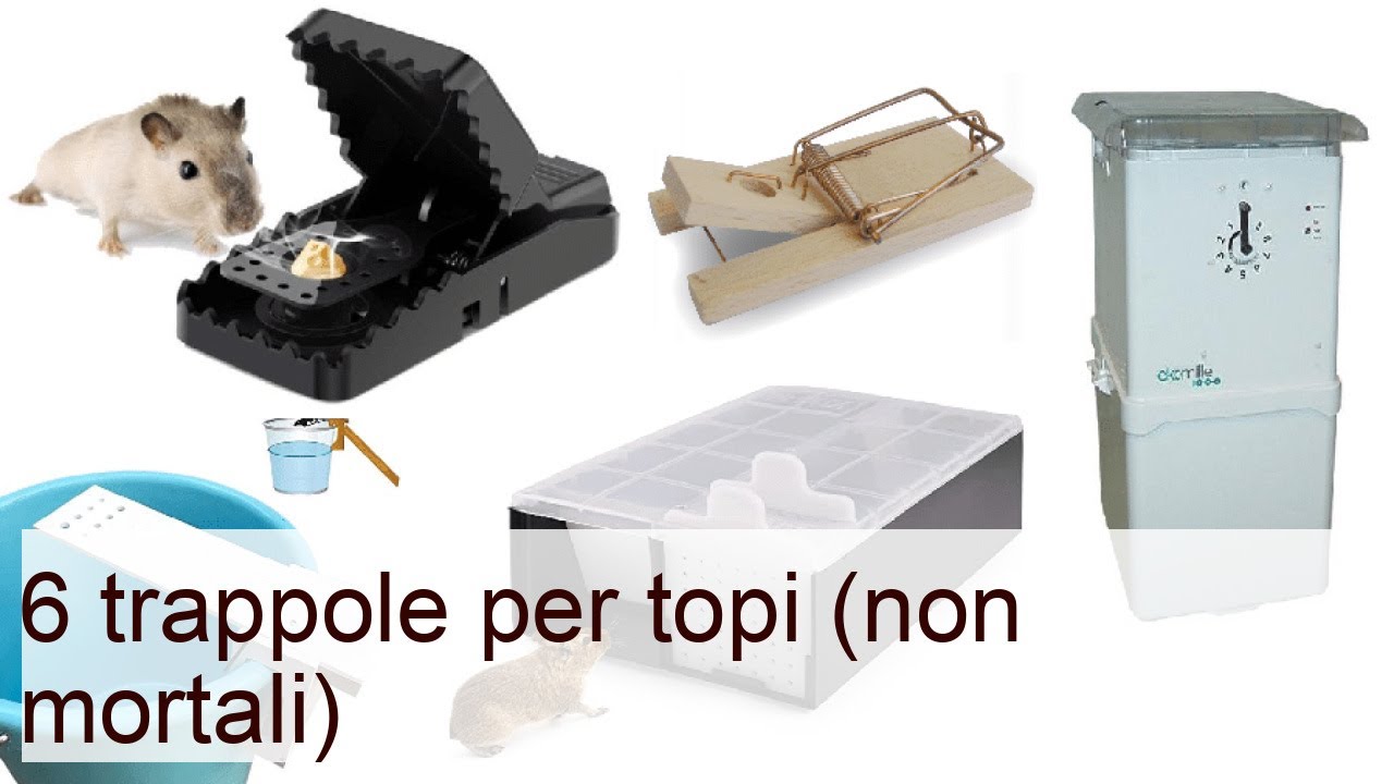 6 trappole per topi (non mortali) - YouTube