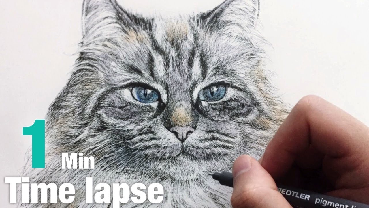 #2 朵爸如何畫貓 | How to draw cat with PEN | JUNEthekitty (1 min version ...