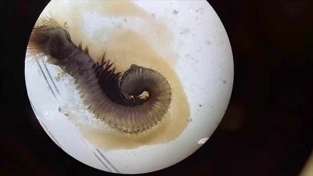 Idanthyrsus australiensis reproduction and Sabellariidae trochophore ...