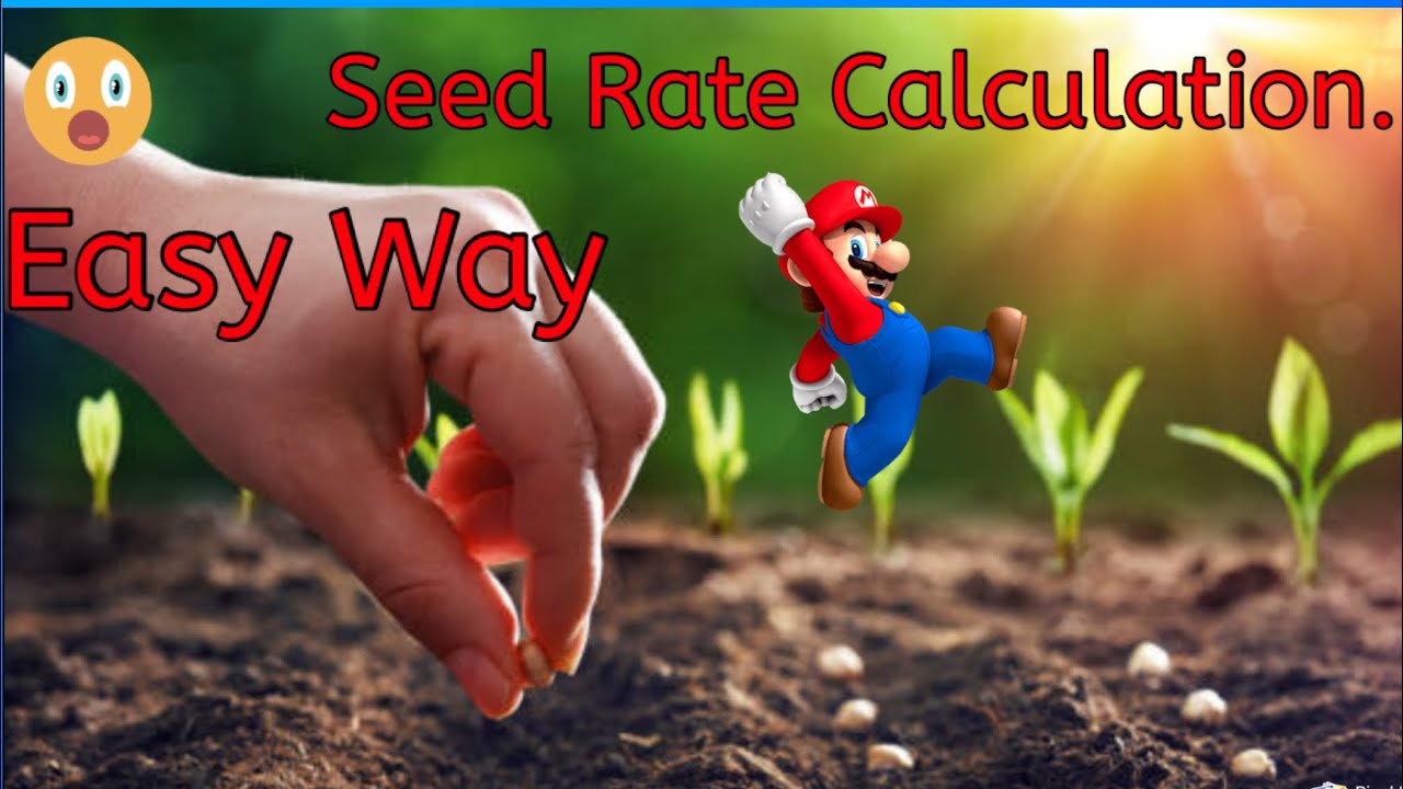 Seed Rate Calculation ,Formula Derivation, Numerical on Seed Rate ...