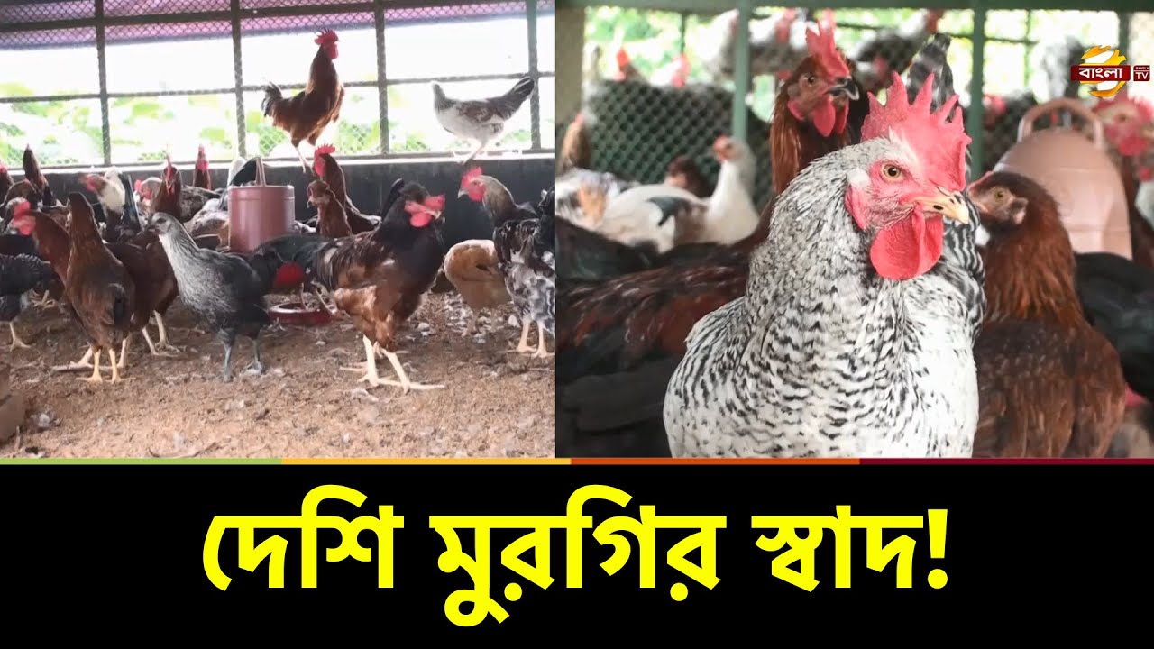 স্বাদে দেশি মুরগির মতো, ৫৬ দিনে ওজন হবে ১ কেজি! Broiler Chicken | BLRI ...