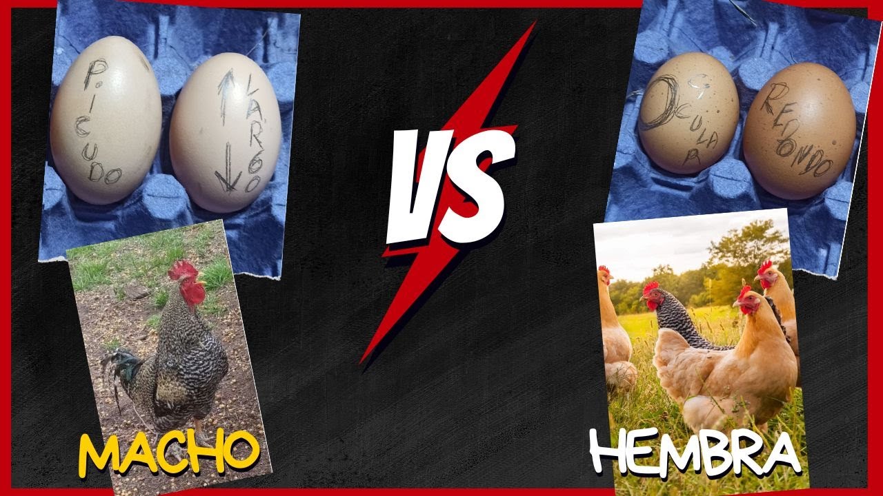 DESDE EL HUEVO, MACHO o HEMBRA ¿Cómo saber el genero de los pollos bebe ...