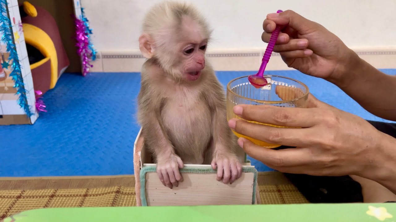 Baby monkey Abi was able to eat and drink after a few days of being ...