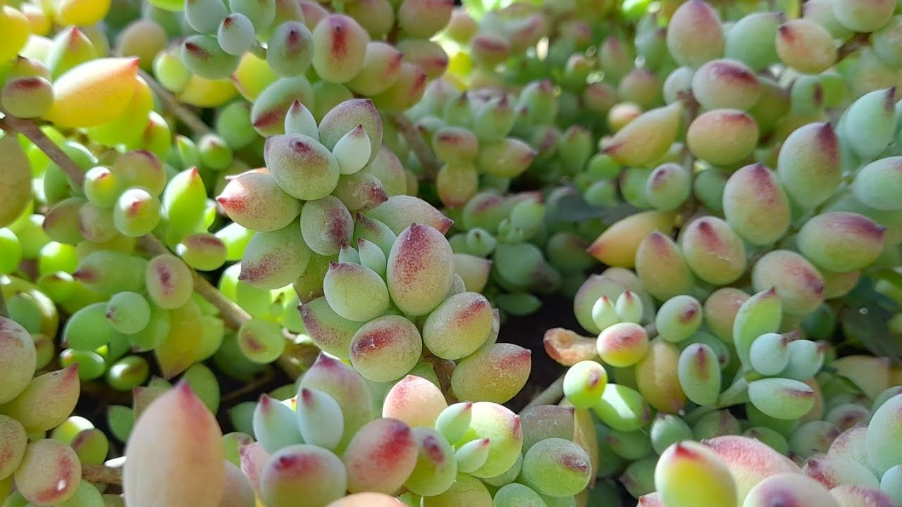 KOTILEDON PENDENS..Suculenta linda floração 🌷🌷🌷 - YouTube