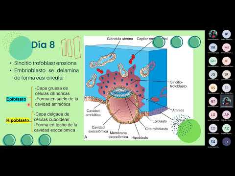 Blastulación y Gastrulación - YouTube